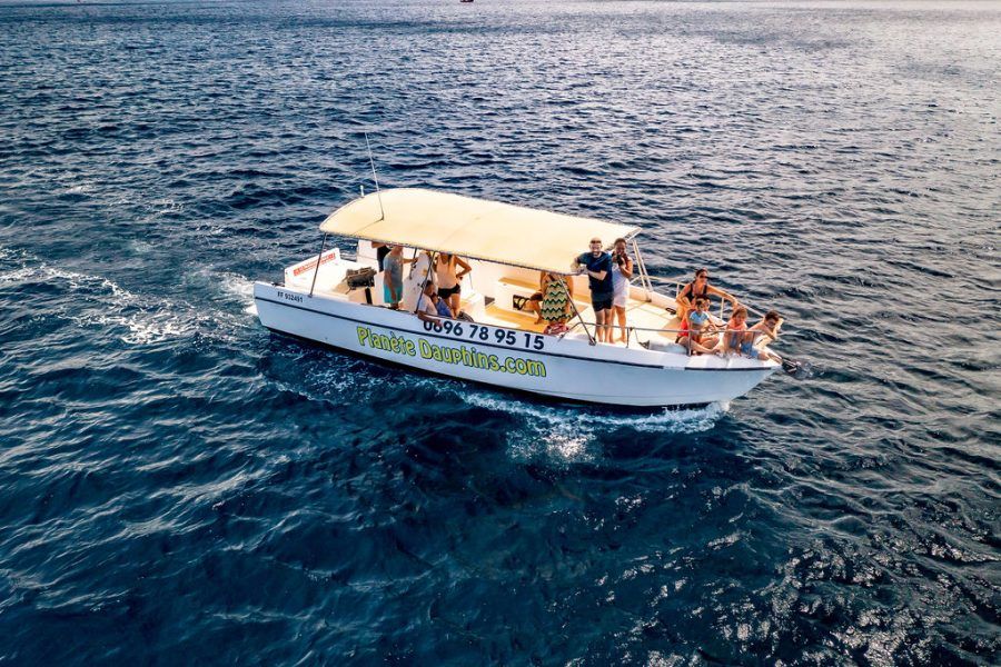 Excursion en mer Martinique : observer les dauphins et tortues